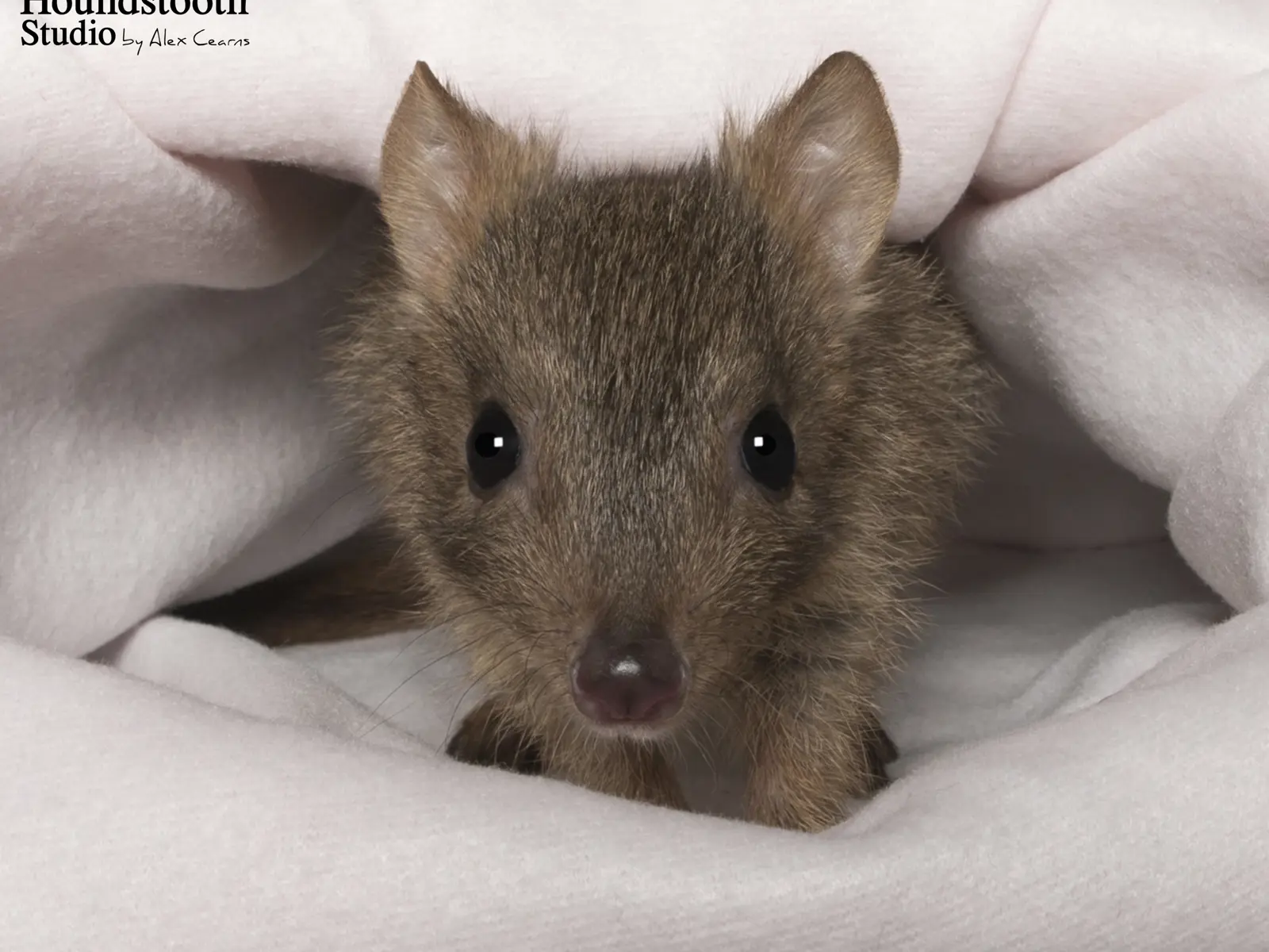 Breeding programs | Kanyana Wildlife Centre