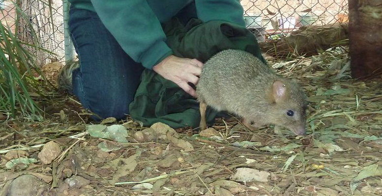 Woylie breeding | Kanyana Wildlife Centre