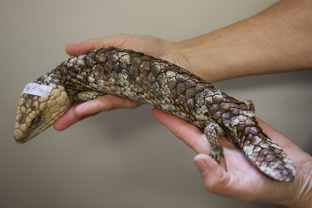 Scientific Research Program | Kanyana Wildlife Centre