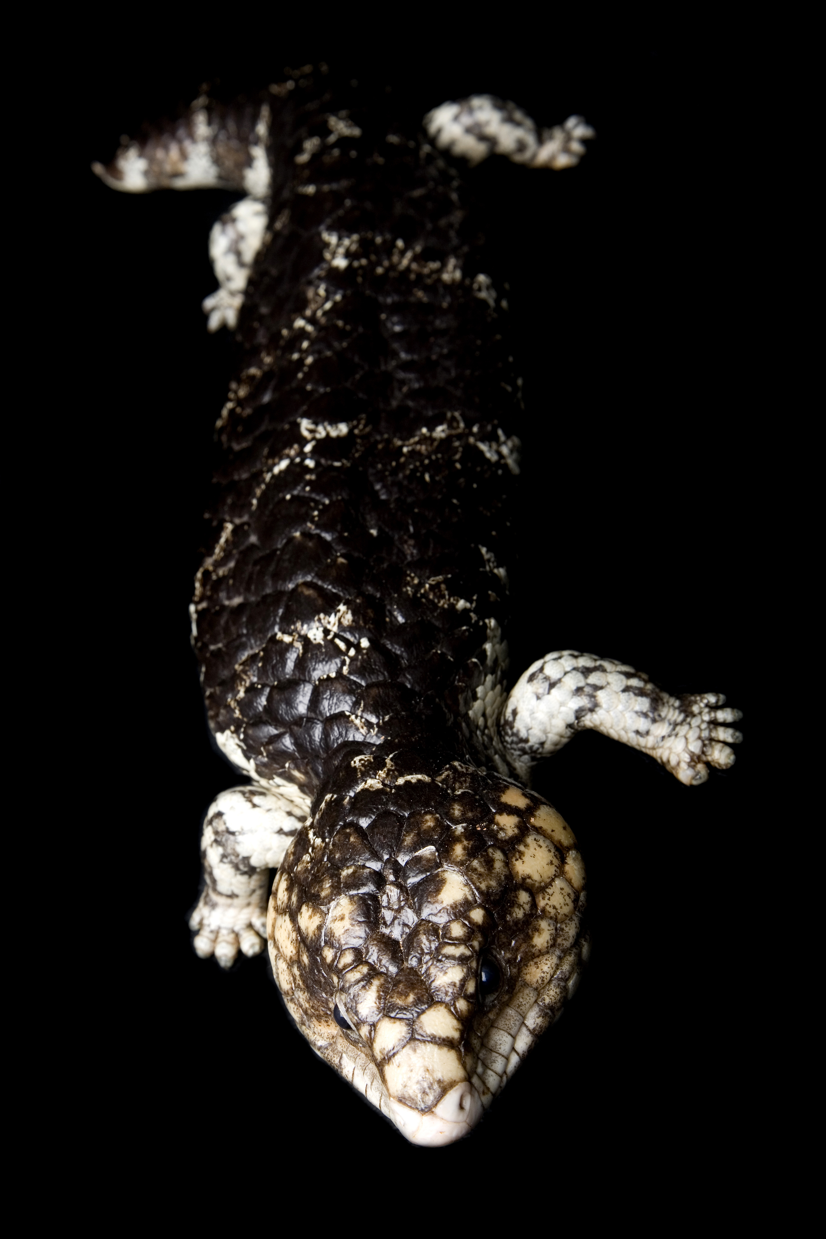 Bobtail Lizard | Kanyana Wildlife Centre