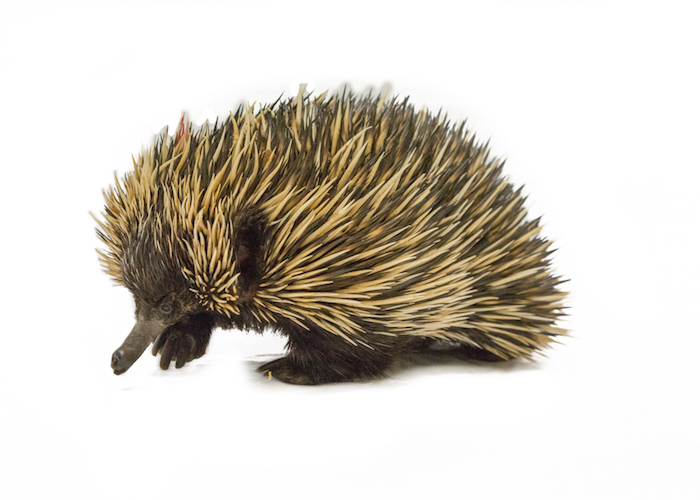 Kanyana Wildlife | Caring for sick, injured and orphaned wildlife.