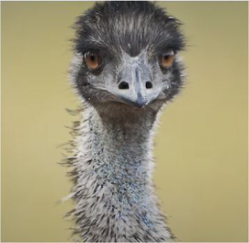 Our History | Kanyana Wildlife Centre