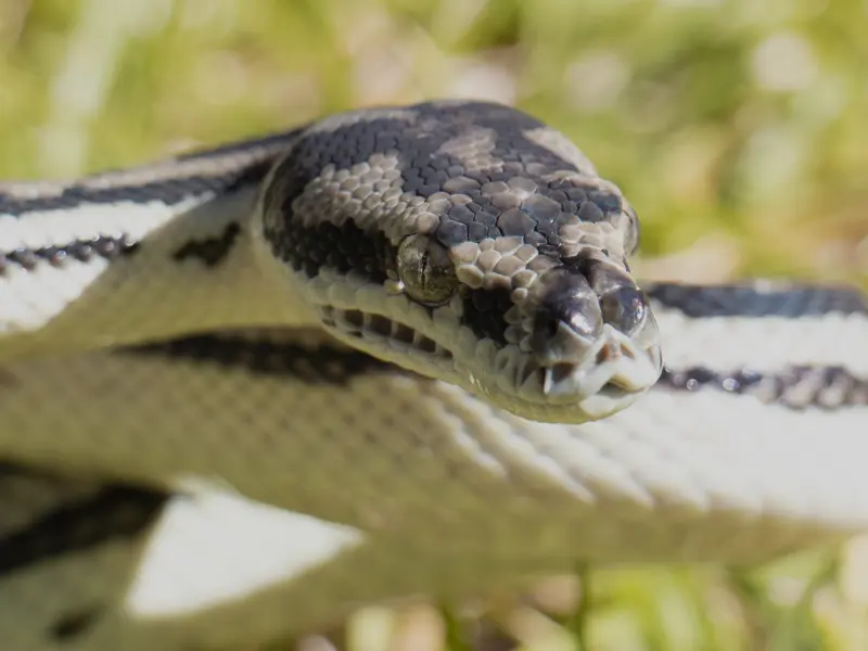 Carpet Python | Kanyana Wildlife Centre