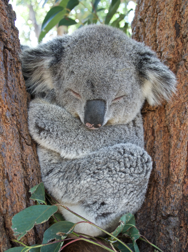 Our History | Kanyana Wildlife Centre