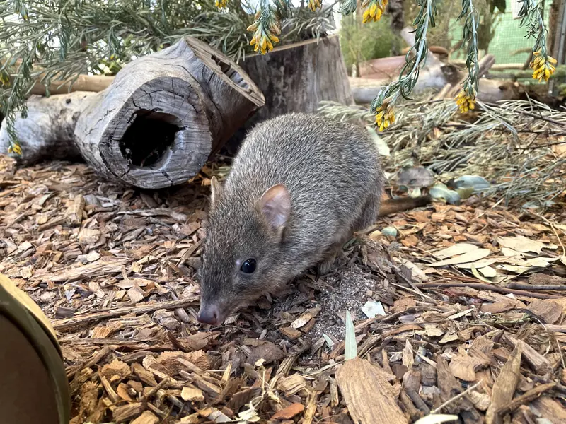 Woylie breeding | Kanyana Wildlife Centre