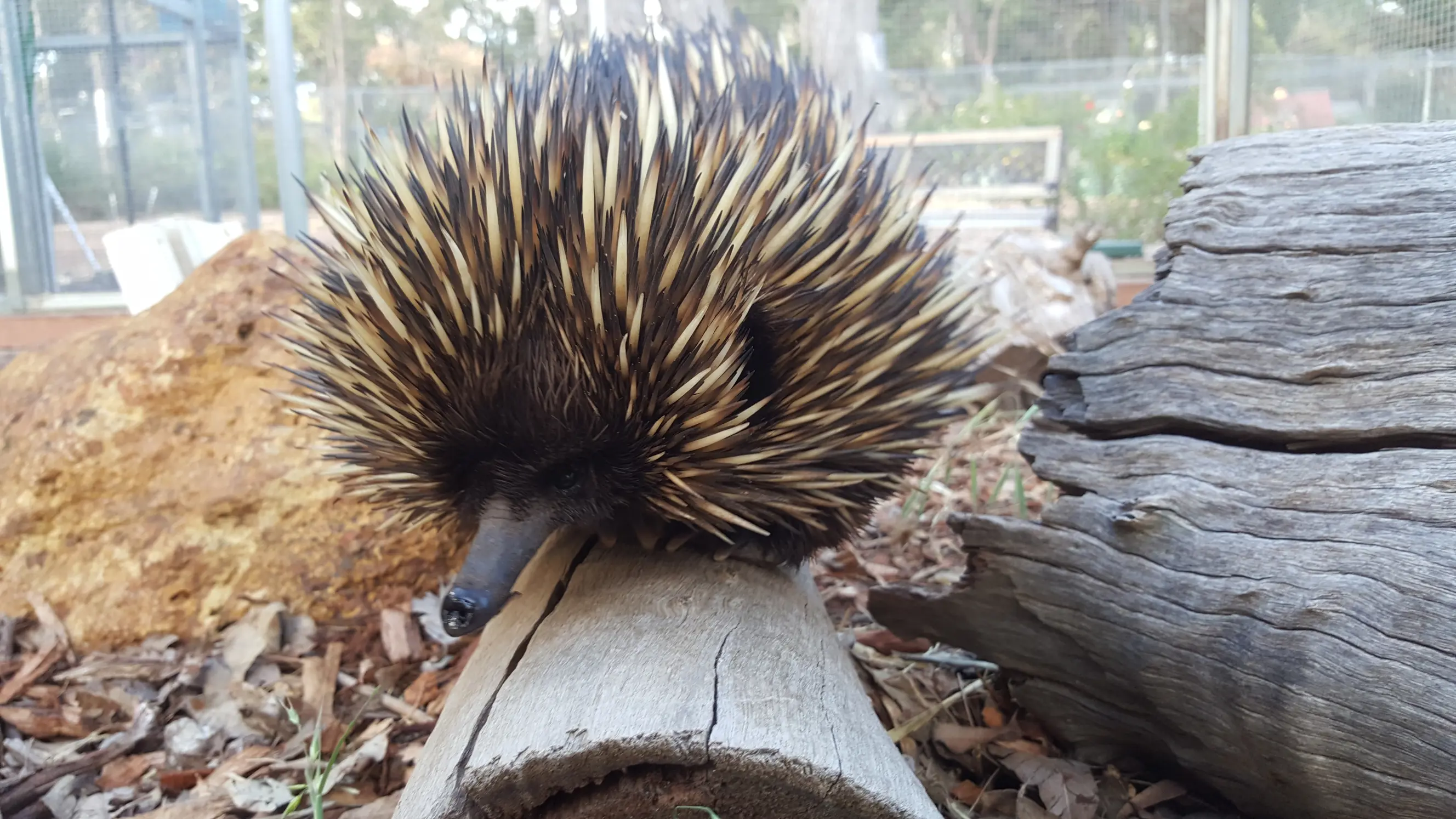 Adopt an animal | Kanyana Wildlife Centre