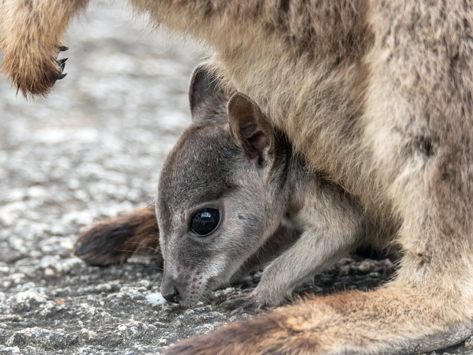 Emu | Kanyana Wildlife Centre