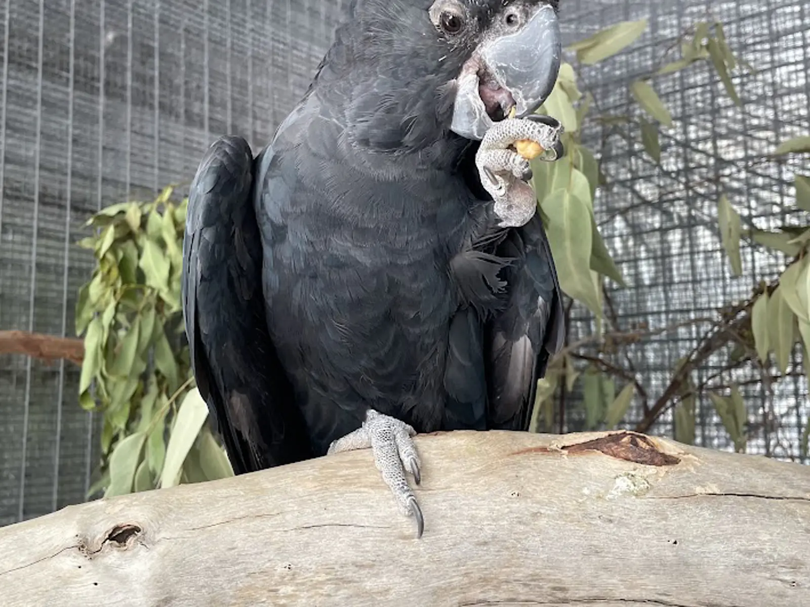Forest Red Tailed Black Cockatoo | Kanyana Wildlife Centre