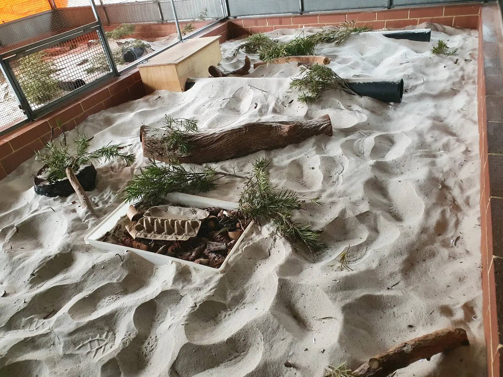 Bilby breeding | Kanyana Wildlife Centre