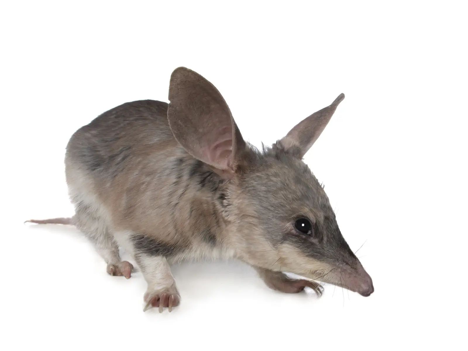 Bilby | Kanyana Wildlife Centre