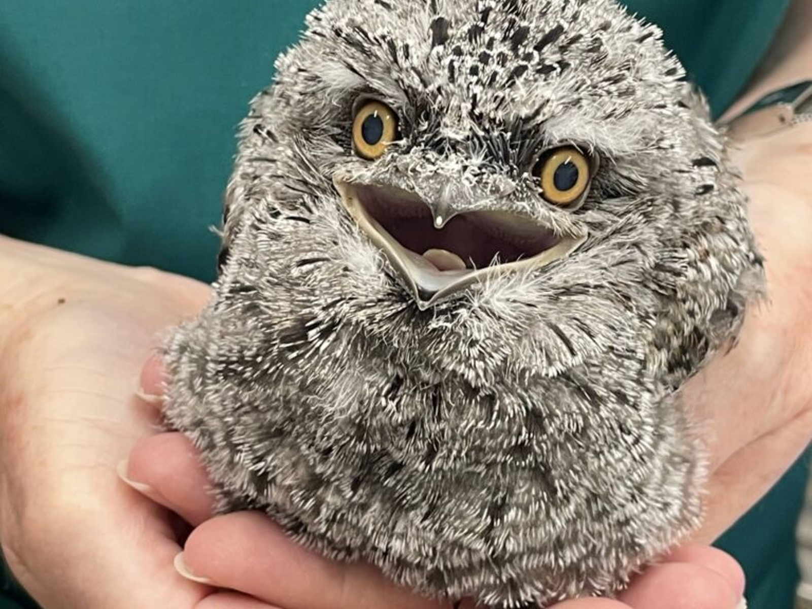 Shop | Kanyana Wildlife Centre