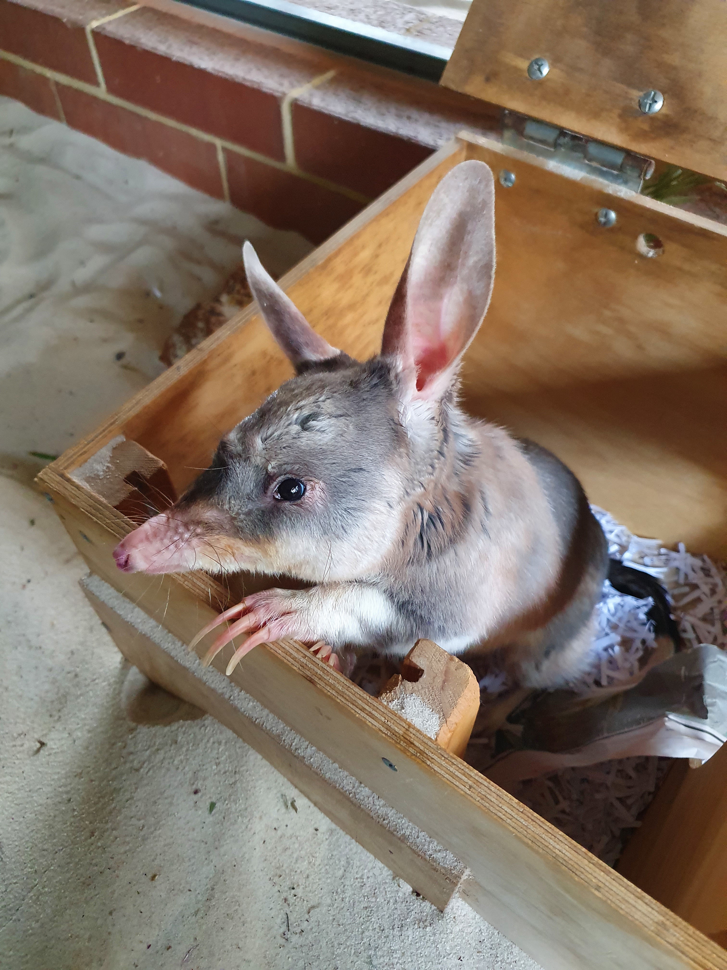 Bilby breeding | Kanyana Wildlife Centre