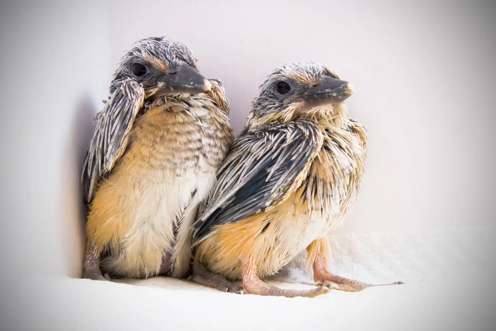 Adopt an animal | Kanyana Wildlife Centre